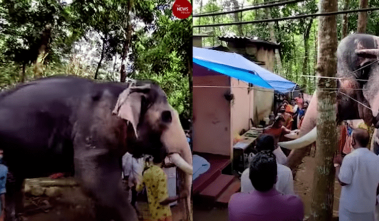 An emotional footage shows an elephant saying last goodbye to his human ...