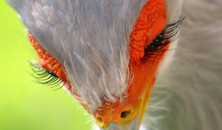 A cute video. Mythical-looking bird with long lashes and beautiful ...